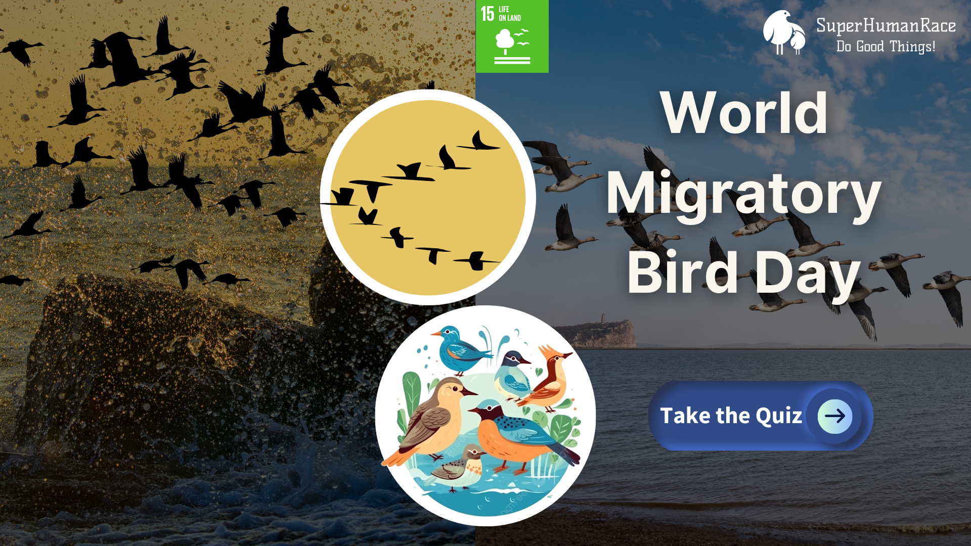 World Migratory Birds Day